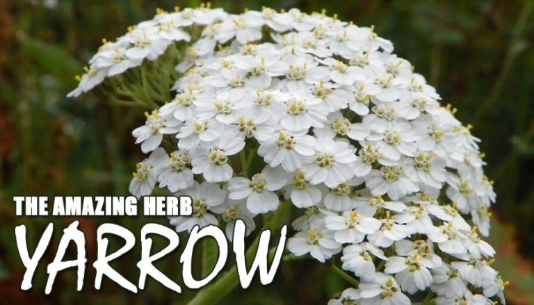 Yarrow – The Amazing Herb That Belongs In Your Cabinet - Beyond the Told